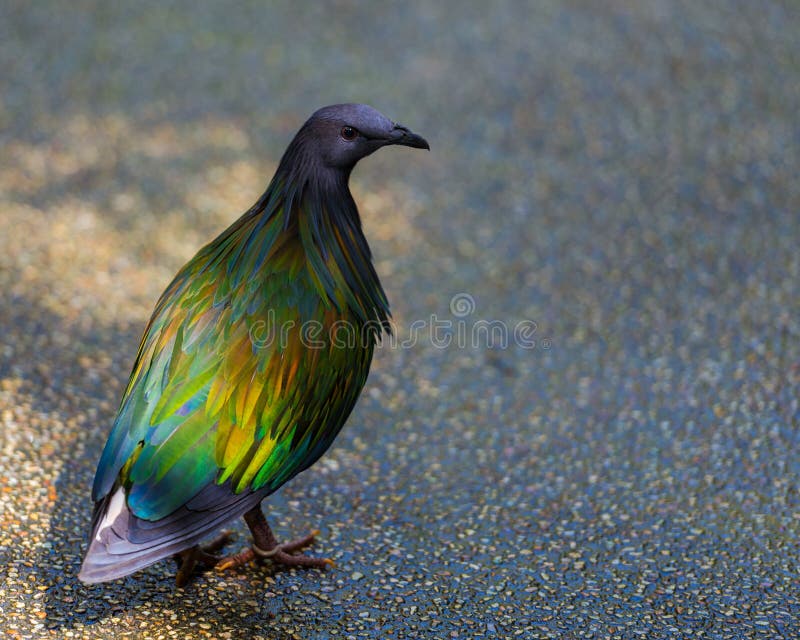 Japanese Wood Pigeon stock photo. Image of aviary, beak - 93564906