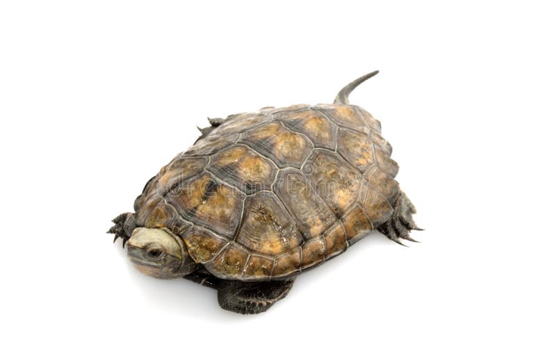 Japanese Tortoise Isolated Stock Photos - Free & Royalty-Free Stock ...