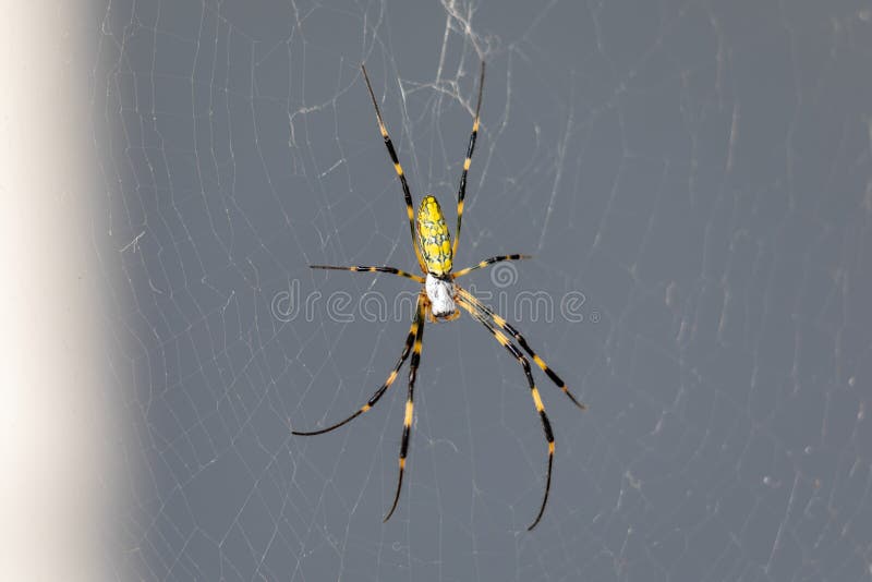 Japanese Yellow Spider stock image. Image of close, arachnid - 204797501
