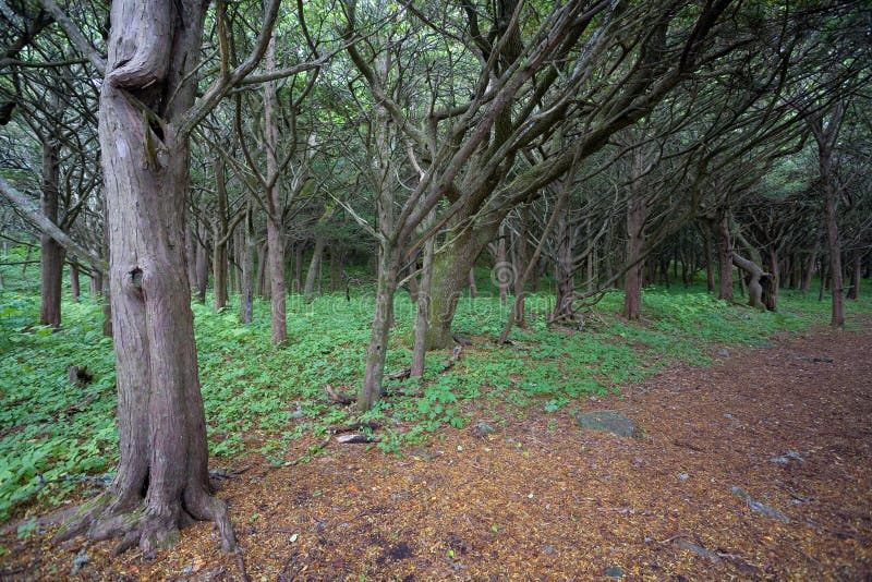 Japanese Yew Alley on the Island of Petrova Stock Photo - Image of ...