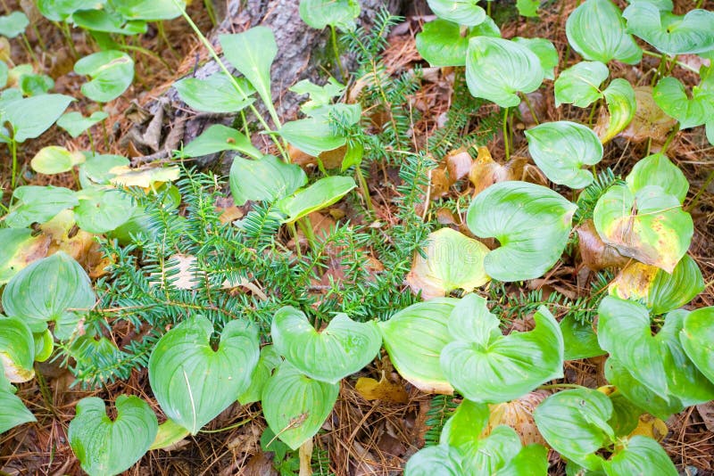 Japanese Yew Saplings in Grass Stock Photo - Image of conifer ...