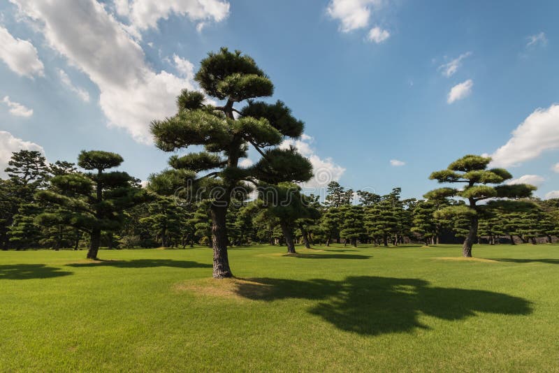 Japanische Kiefern stockfoto. Bild von kiefer, wald, bäume - 45775022