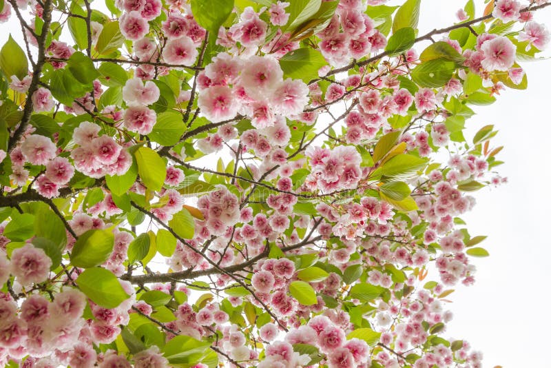 Japanischer Kirschbaum Mit Blumen Stockfoto - Bild von voll, betriebe ...