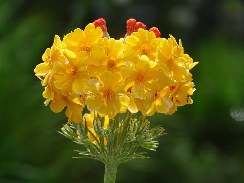 Japanische Primel stockfoto. Bild von nave, blume, primel - 119050700