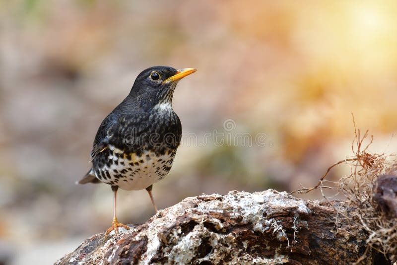 Japanischer Drossel Turdus Cardis Vogel Stockfoto - Bild von wildnis ...
