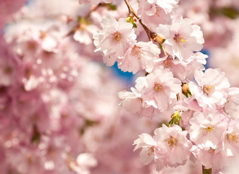 Japanischer Kirschbaum stockbild. Bild von zweig, frech - 12226687