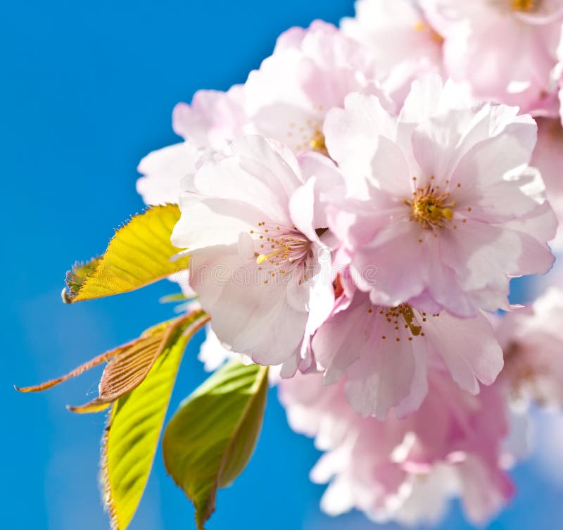 126,008 Japanischer Kirschbaum Stock Fotos - Freie & Royalty-Free Stock ...