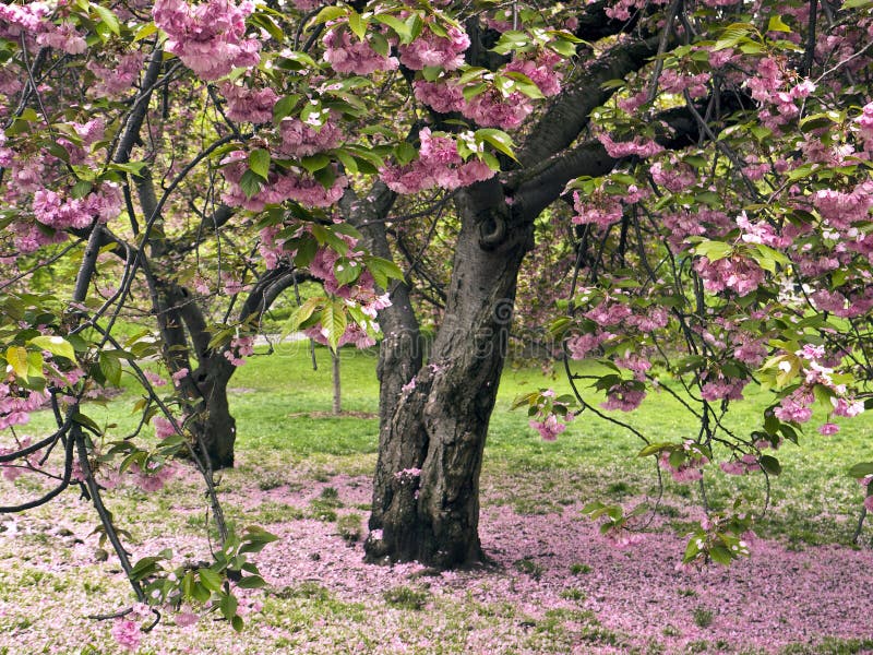 Japanischer Kirschbaum stockfoto. Bild von manhattan - 13007224