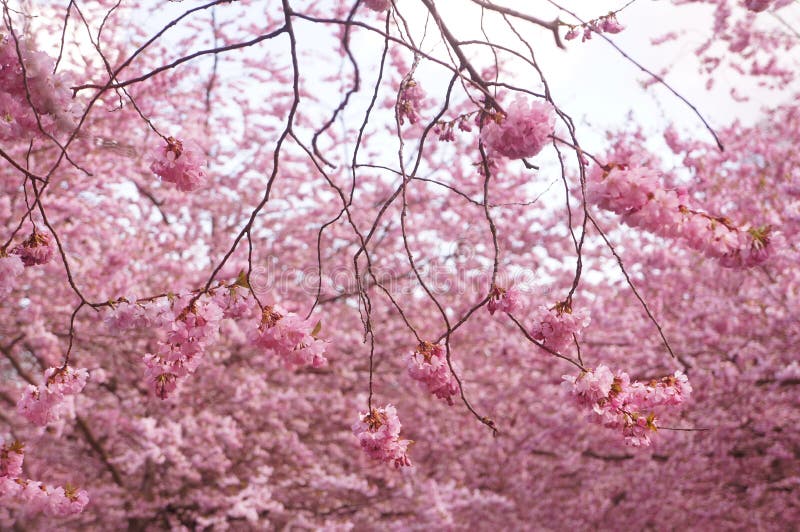 Japanischer Kirschbaum Mit Rosa Blumen Stockbild - Bild von blumen ...