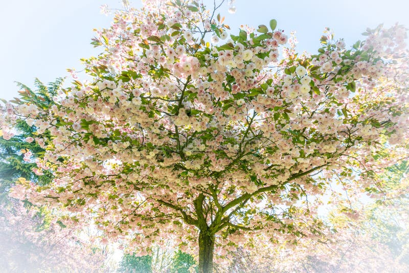 Japanischer Kirschbaum Mit Blumen Stockbild - Bild von park, bunt: 62790997