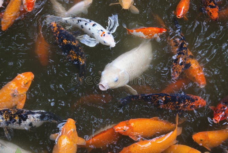 Japanischer koi Teich stockbild. Bild von querneigung - 32629675