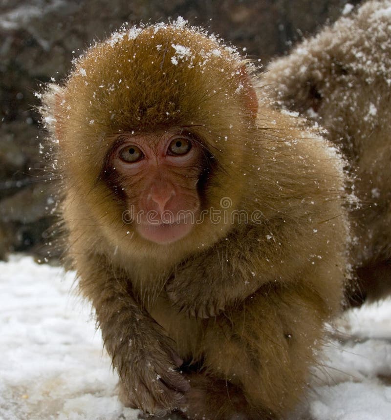 Japanse Makaak, Japanischer Makaken, Macaca Fuscata Stockbild - Bild ...