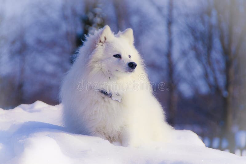 Japanischer Spitz stockbild. Bild von nave, hund, schnee - 14962631