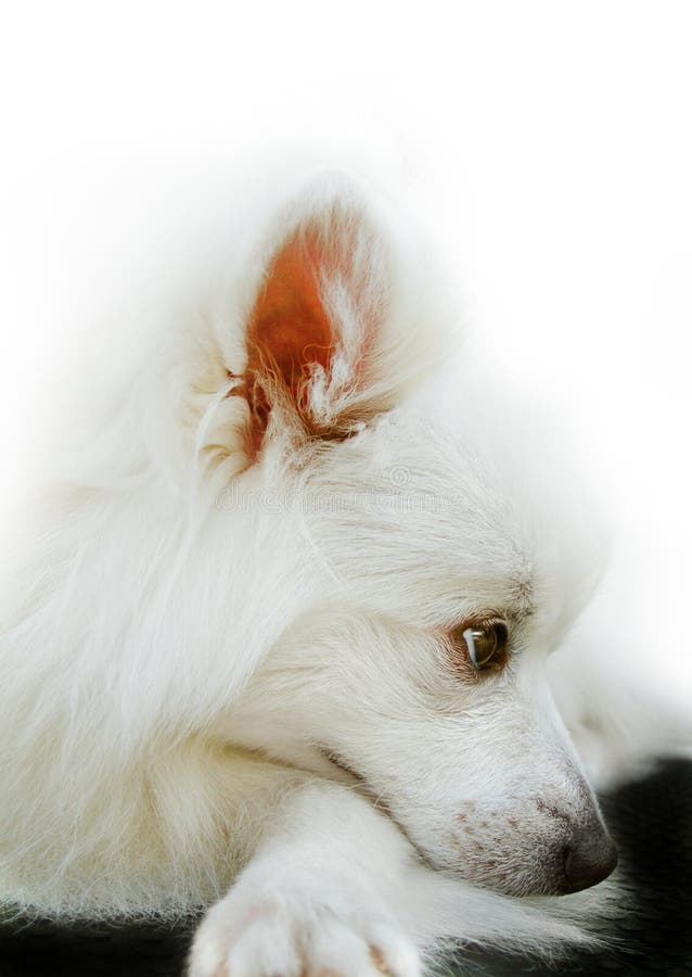 Japanischer Spitz Ist Eine Zucht Von Spitzhunden Von Japan Stockfoto ...