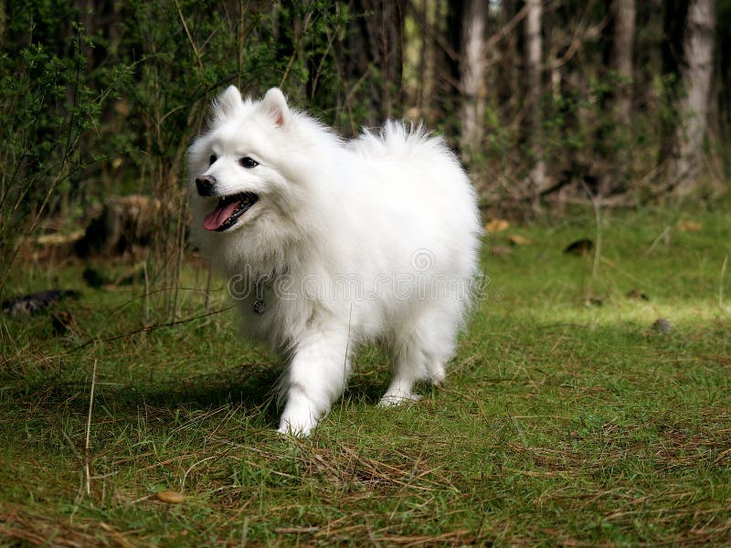 Japanischer Spitz-Hund Im Pilz-Wald Stockbild - Bild von flaumig ...