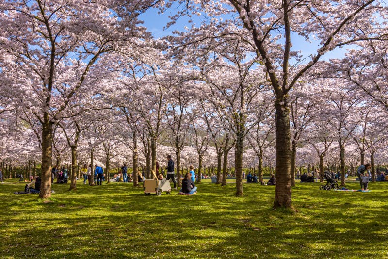 Japanese Cherry Blossom Park Amsterdam Editorial Image - Image of ...