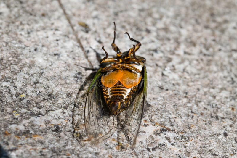 Het Levensstadia Van De Cicade Stock Afbeelding - Afbeelding bestaande ...