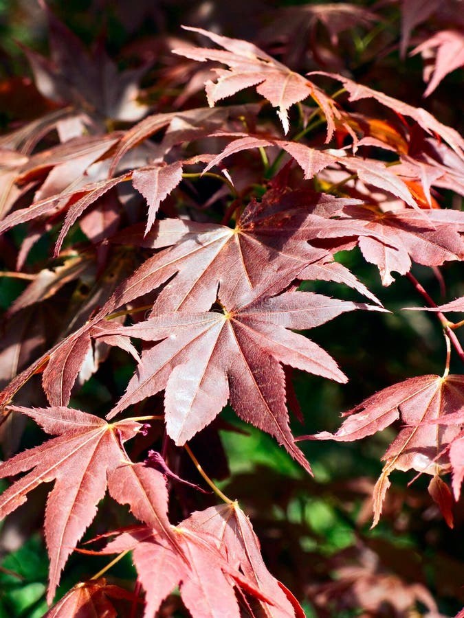 Japanse boom stock afbeelding. Afbeelding bestaande uit groei - 15970705