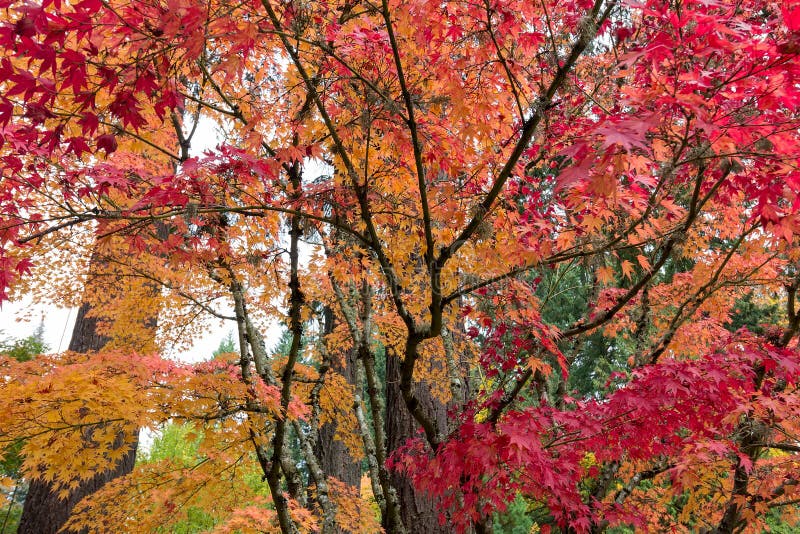 De Oude Japanse Boom Van De Esdoorn in Daling Stock Foto - Image of ...