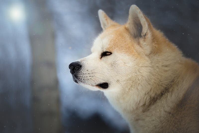 Japanse Hond Akita Inu in Het Bos Stock Foto - Image of japan, dier ...