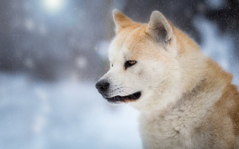 Japanse Hond Akita Inu in Het Bos Stock Afbeelding - Image of koude ...