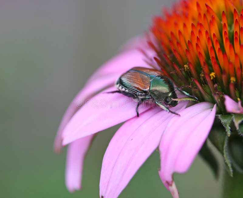 Japanse Kever stock foto. Image of installatie, dieren - 5596774