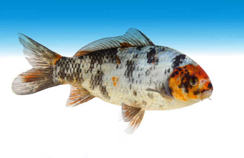 Japanse koikarper stock afbeelding. Image of solo, kieuw - 5634349