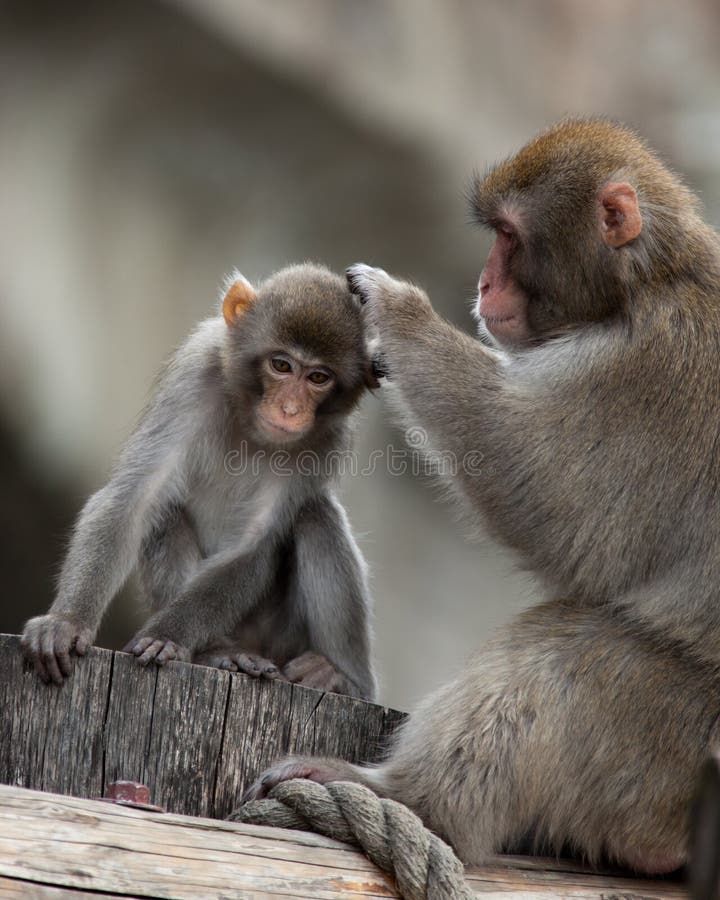 Japanse Macaque, Fuscata Macaca Stock Afbeelding - Image of familie ...