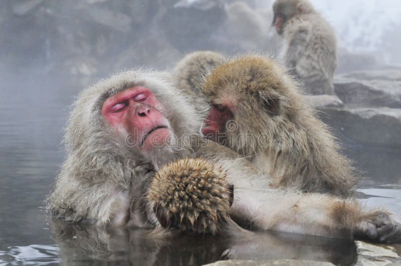 Japanse Makaak, Japanese Macaque, Macaca Fuscata Stock Image - Image of ...