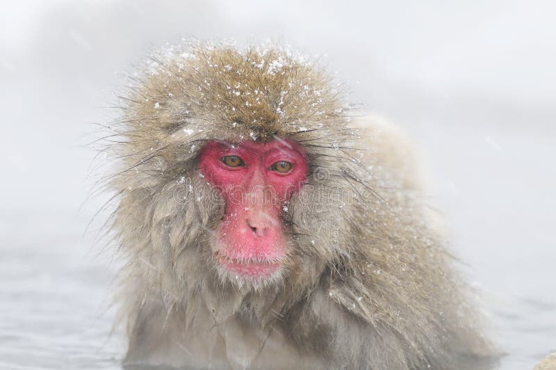 Japanse Makaak, Japanese Macaque, Macaca Fuscata Stock Image - Image of ...