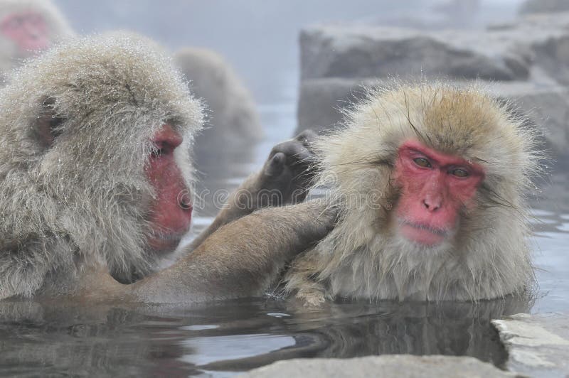 Japanse Makaak, Japanese Macaque, Macaca Fuscata Stock Image - Image of ...