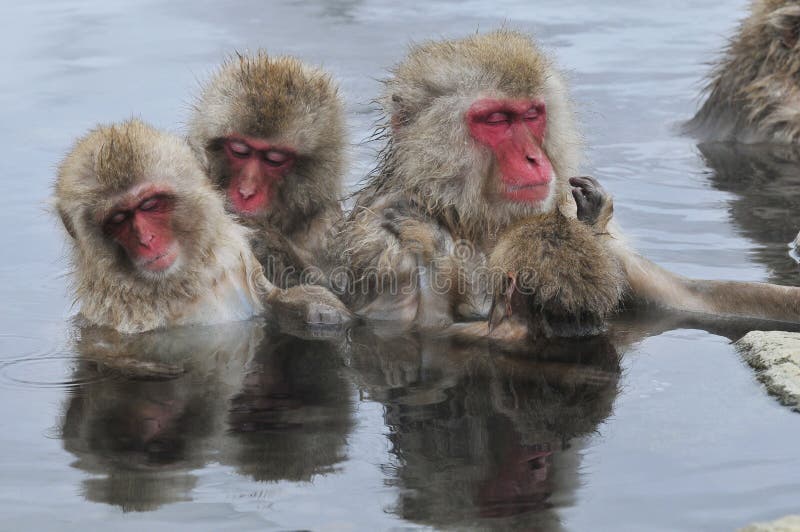 Japanse Makaak, Japanese Macaque, Macaca Fuscata Stock Photo - Image of ...