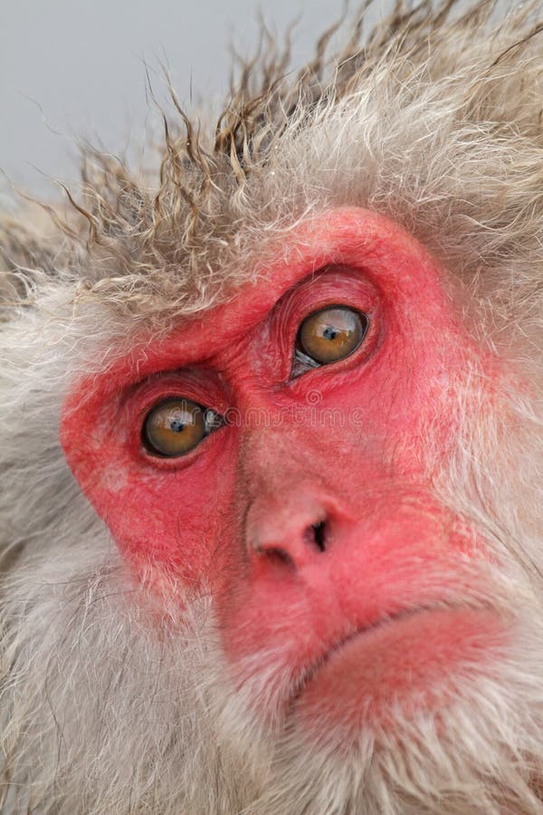 Japanse Makaak, Japanese Macaque, Macaca Fuscata Stock Image - Image of ...