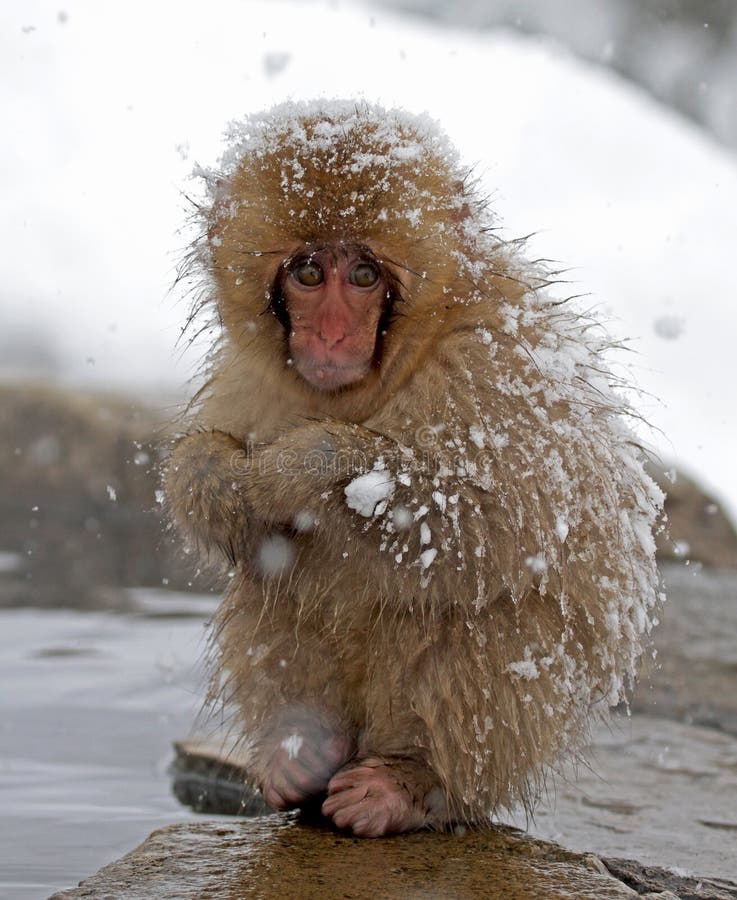 Japanse Makaak, Japanese Macaque, Macaca Fuscata Stock Image - Image of ...