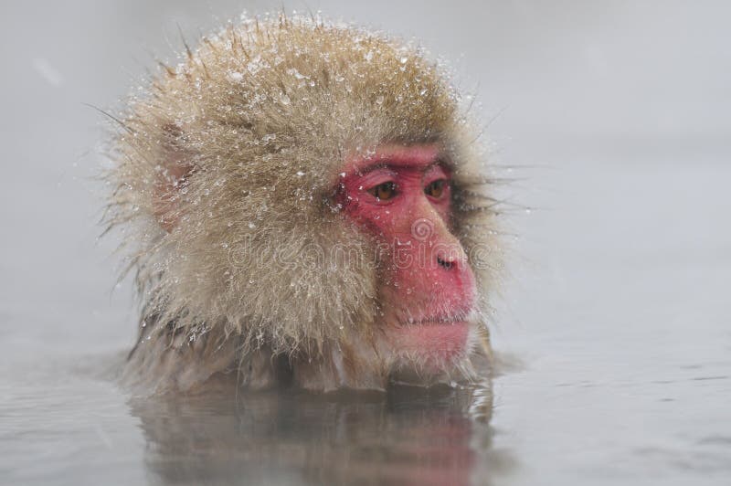 Japanse Makaak, Japansk Macaque, Macacafuscata Fotografering för ...