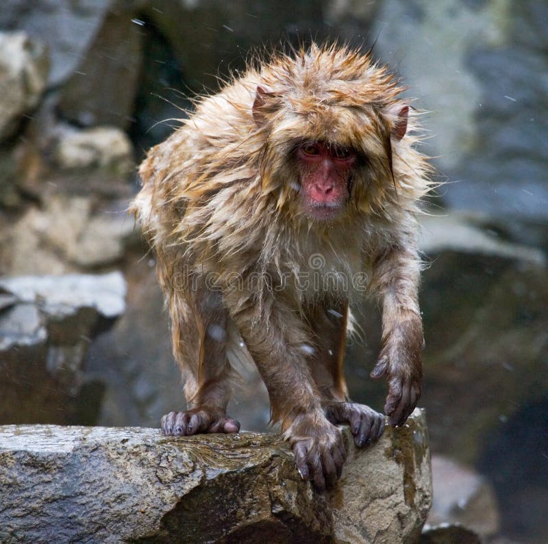 Japanse Makaak, Japansk Macaque, Macacafuscata Fotografering för ...