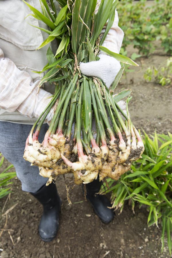 Japanse gember stock afbeelding. Image of gember, kruid - 32868321