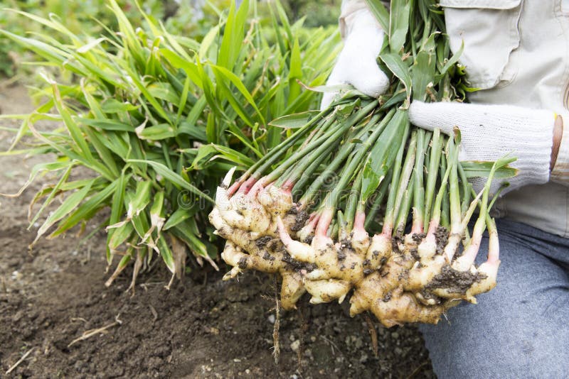 Japanse gember stock afbeelding. Image of gember, kruid - 32868321