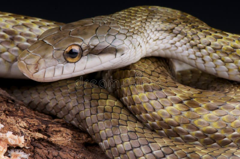 Japanse rattenslang stock foto. Image of schalen, slangen - 18056166