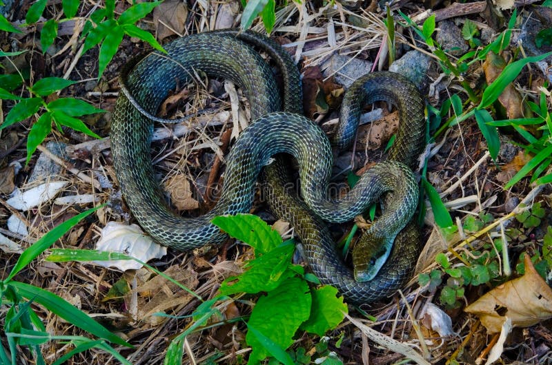 Japanse rattenslang stock afbeelding. Image of schepsel - 27371561