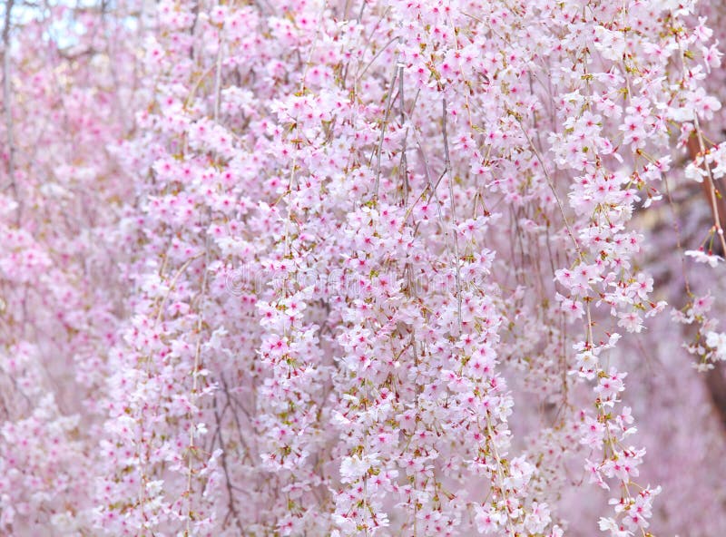 Sakura in Japanse tuin stock afbeelding. Image of mooi - 37795513
