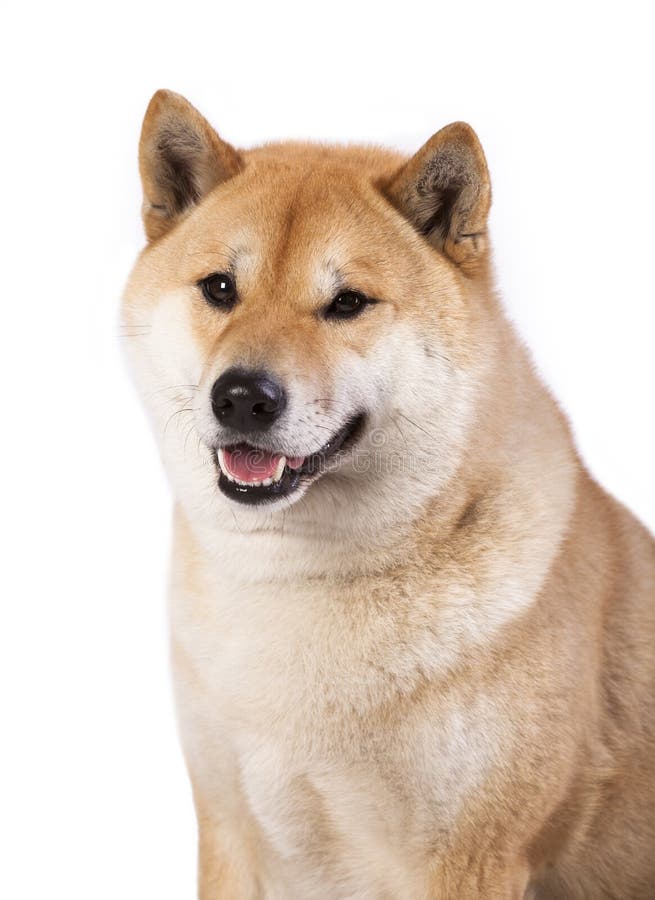 De Japanse Hond Van Shiba Inu Stock Foto - Image of bruin, hond: 29071516