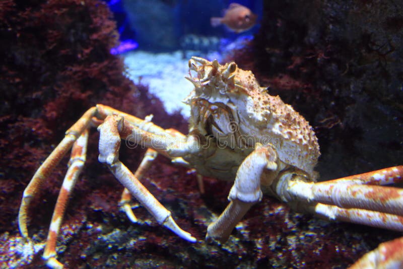 Japanse Spinkrab Met Koraal in Rood Licht Stock Foto - Image of spin ...