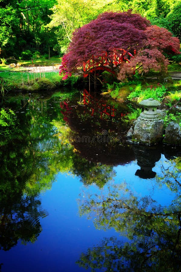Japanse tuin in Den Haag stock foto. Image of bloem - 136198680