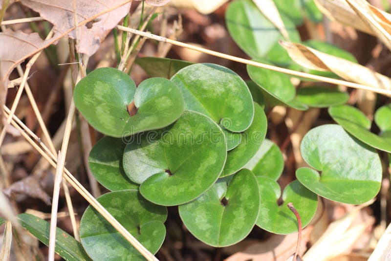 Japanse wilde gember stock foto. Image of waar, installatie - 39714842