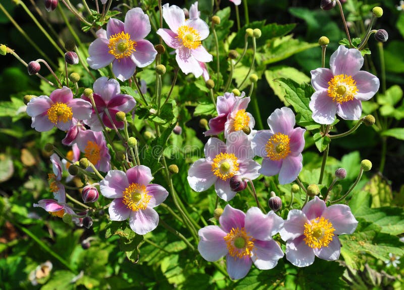 Anemonhupehensis Som Kallas Som Japansk Anemon Arkivfoto - Bild av ...