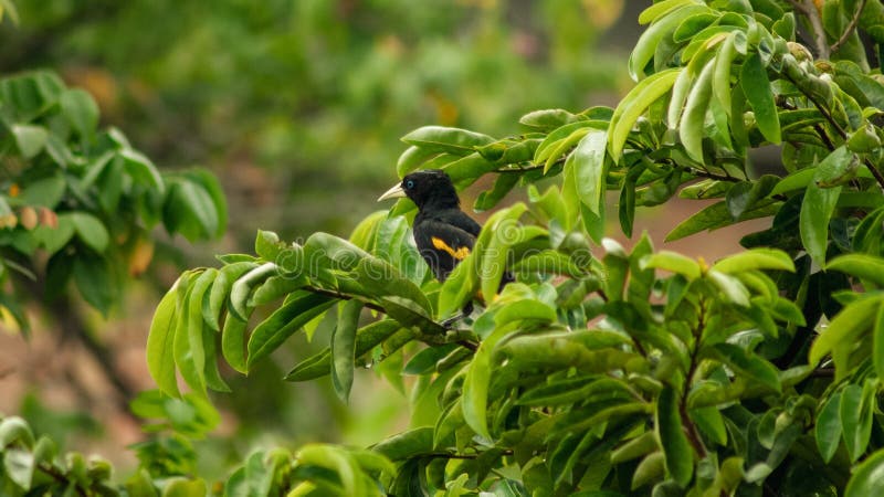 Japiim the bird stock image. Image of animal, bird, grass - 209506797