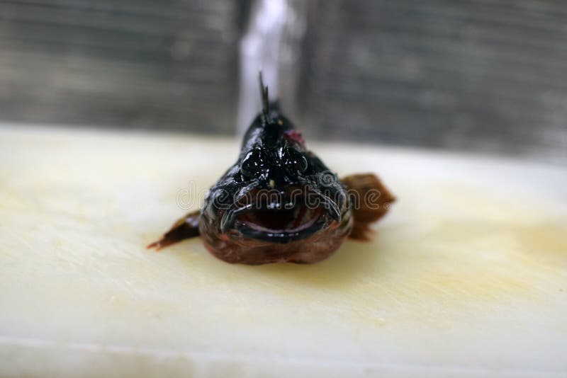 False Kelpfish Stock Photos - Free & Royalty-Free Stock Photos from ...