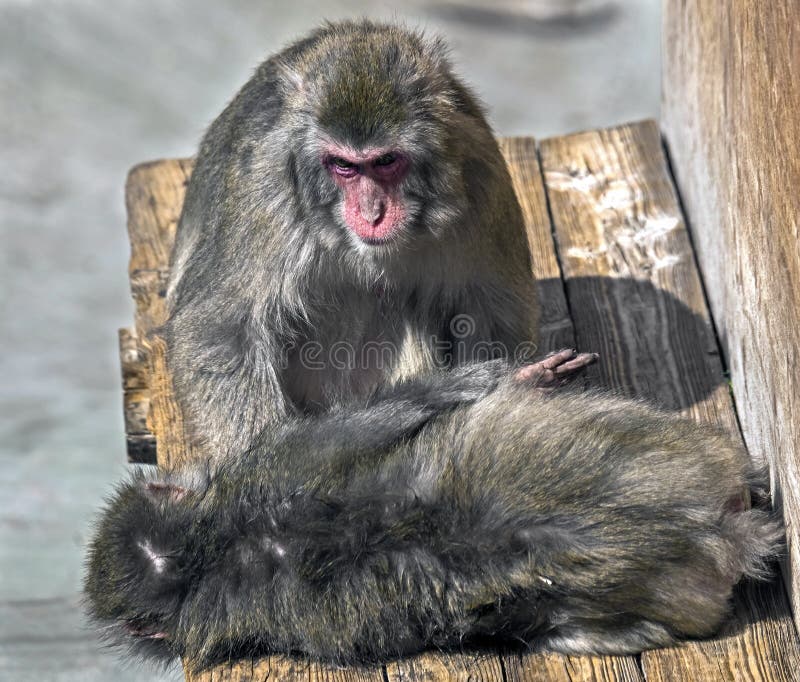 Makaki japońskie 4 zdjęcie stock. Obraz złożonej z gatunki - 161591096