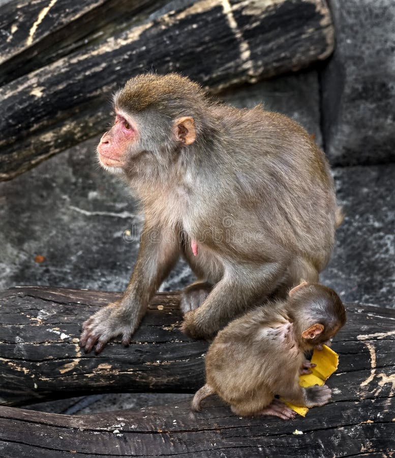 Makaki japońskie 4 zdjęcie stock. Obraz złożonej z gatunki - 161591096